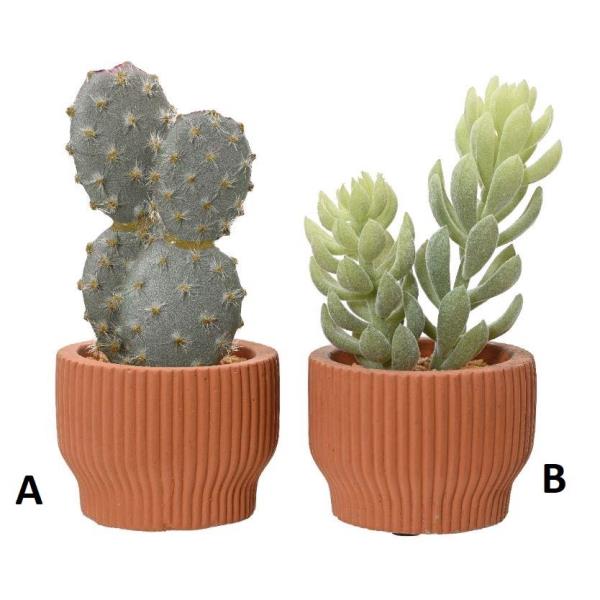 PLANTA SUCULENTA/CAPTUS STDO 2 MODELOS al por Mayor ≫ Plasticosur